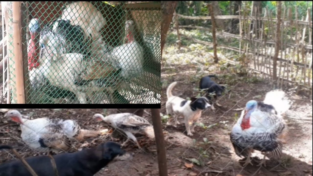 Making Fence For Turkeys And Chickens #backyardfarming #islandlife # ...