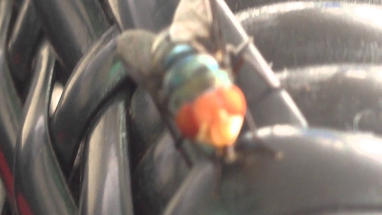 Huge Exotic African Fly - YouTube