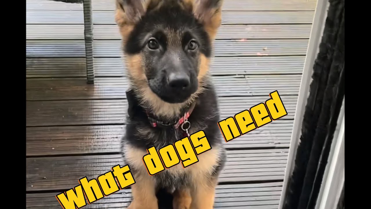 What dogs need from us… - YouTube