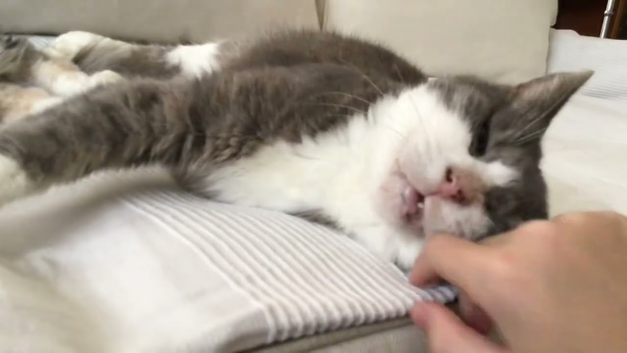 Cat(s) pt.3 - YouTube