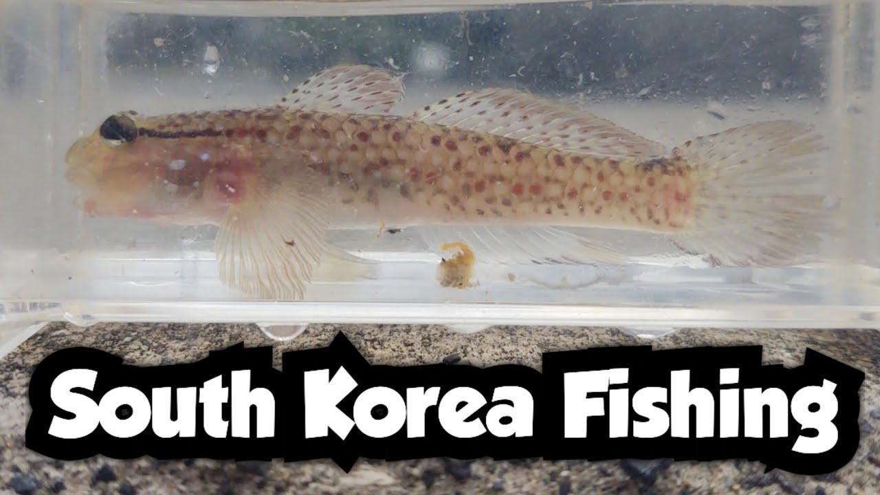 Fishing a Small Harbor on Jeju | South Korea Fishing 🇰🇷 - YouTube