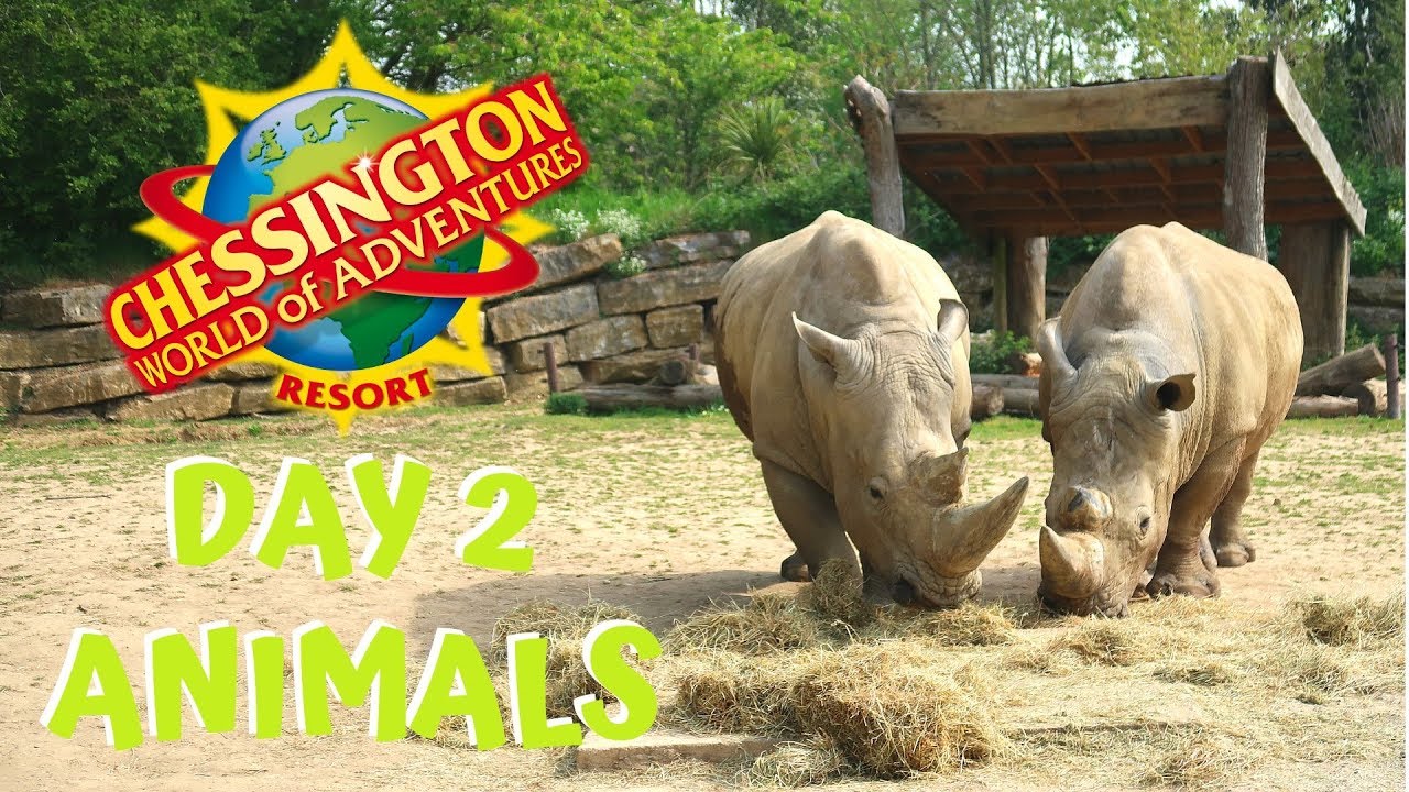 Chessington Day 2 - Animals - YouTube