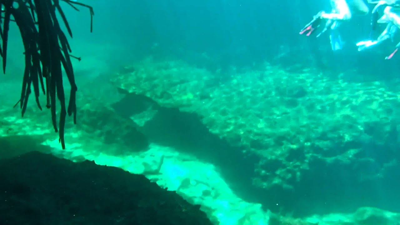snorkeling a freshwater spring near the ocean - YouTube
