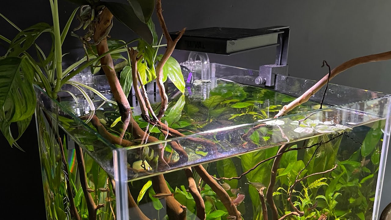 Saving an Orchid with an Aquarium - YouTube