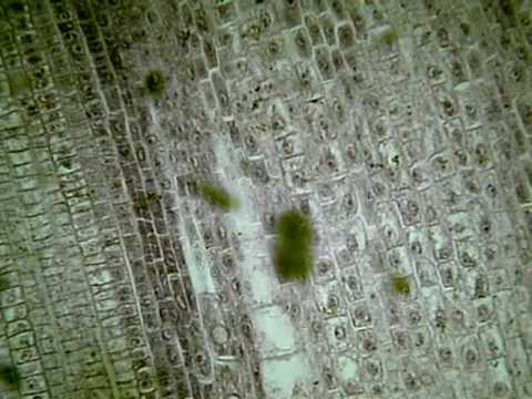 Digital Biological Microscope Shooting Zea Root Tip,l.s 單子藥物根尖 縱切(玉米 ...