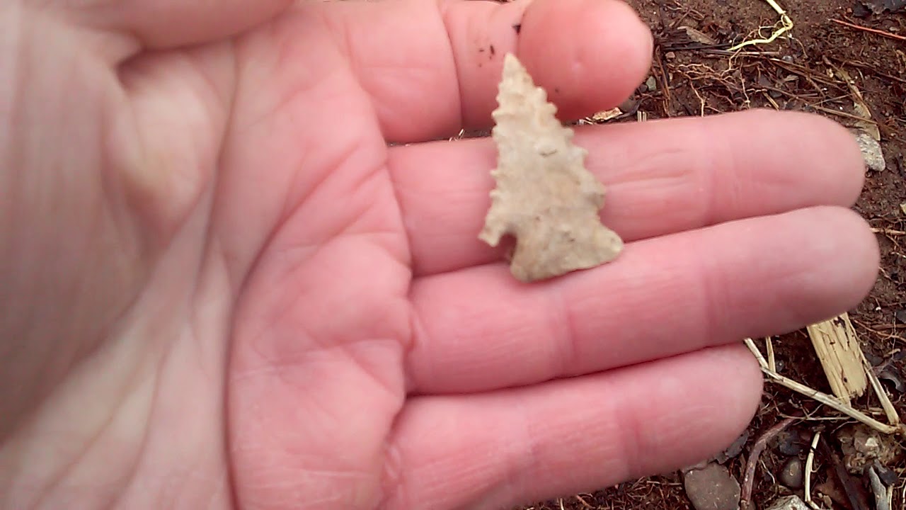 20210222 Palmer Arrowhead or Pine Tree Arrowhead - YouTube