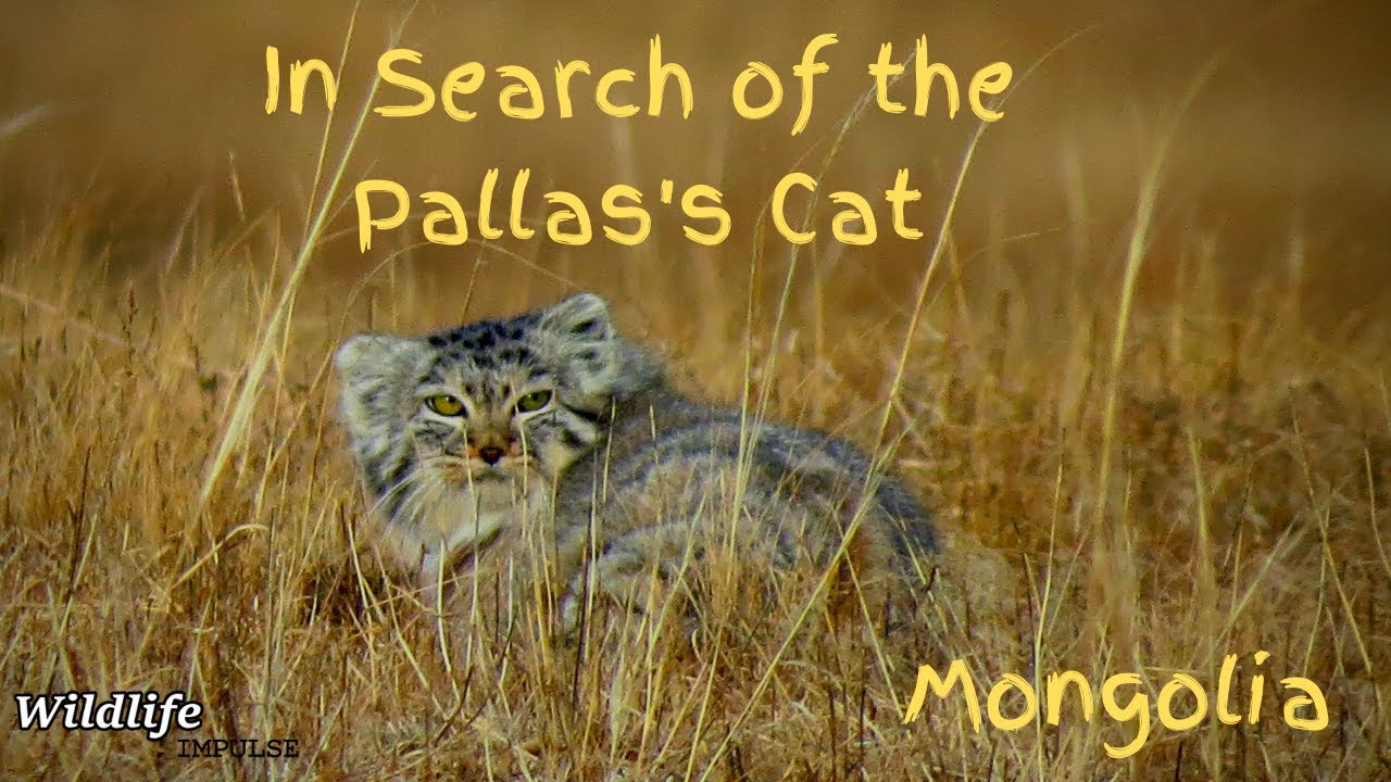 In search of the Pallas cat in Mongolia (Otocolobus manul cat ...