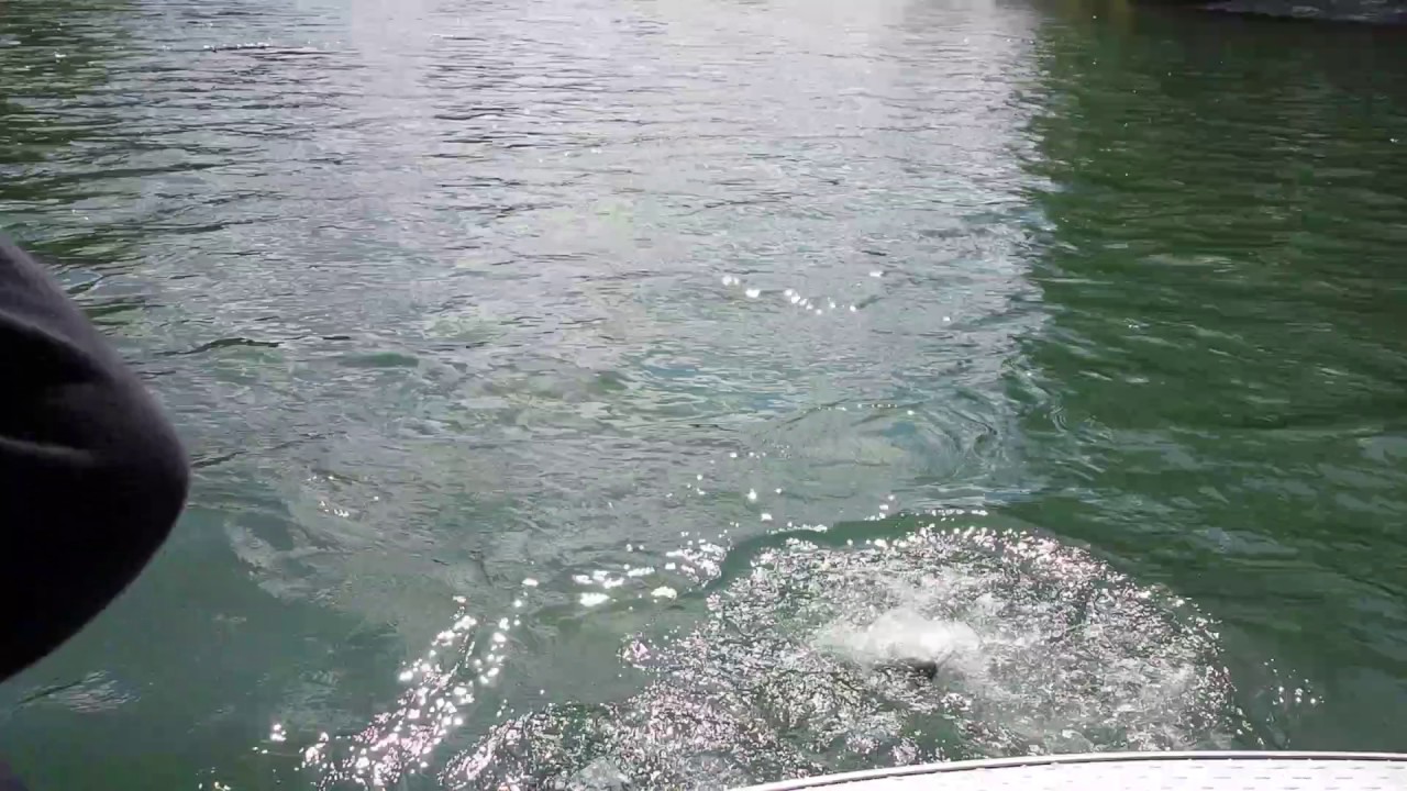 One fish Two Guys - YouTube