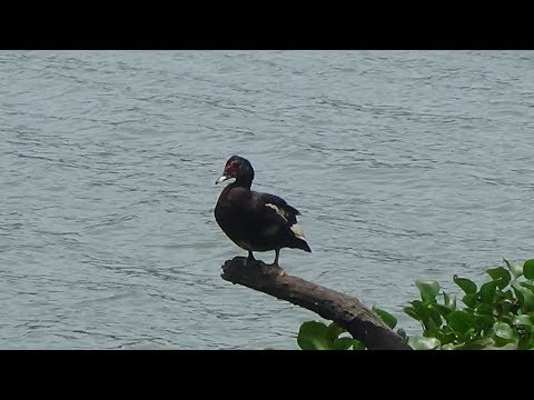 Pato-selvagem, Pato-do-mato, Cairina moschata - YouTube
