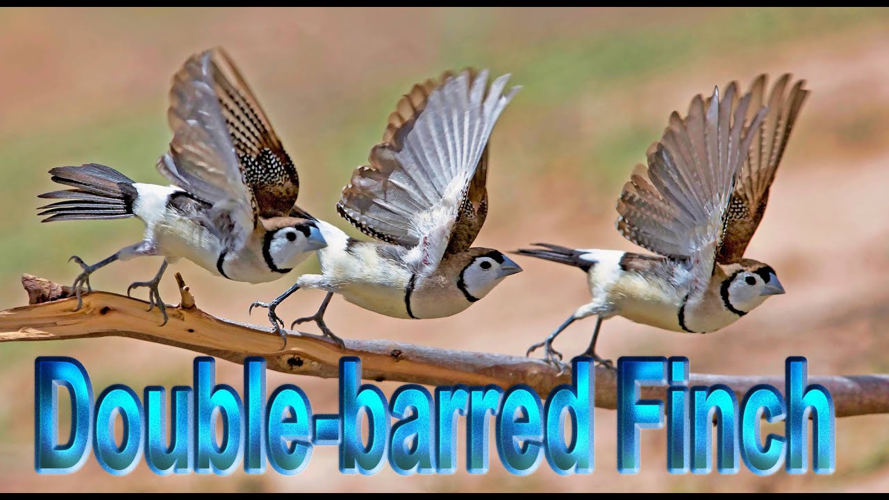 Double-barred Finch - a documentary in the wild. - YouTube