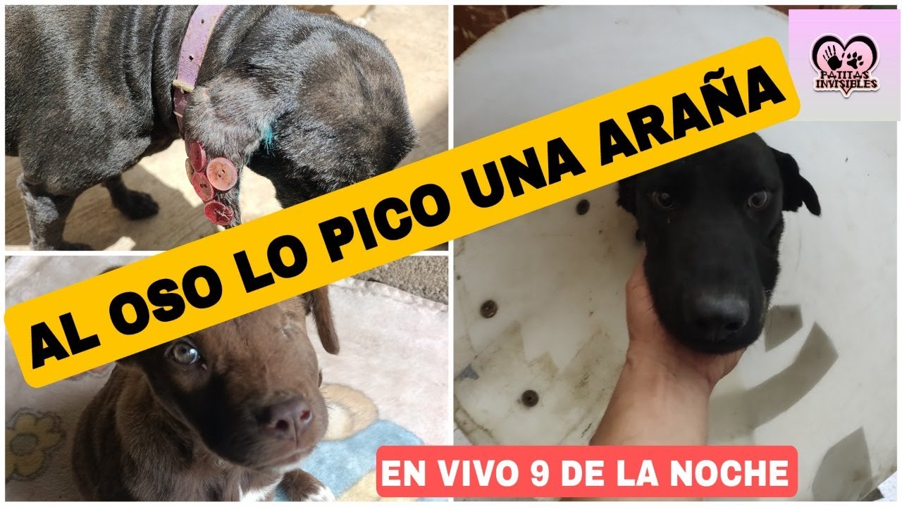 ACTUALIZACION DE CACHORRA MOODY, BRANDY ESTUVO ES CIRUGIA - YouTube