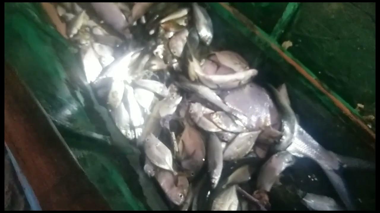 HALOS MAPUNO ANG BANGKA!! SA DAMI NG HULI NAMING ISDA!!! - YouTube
