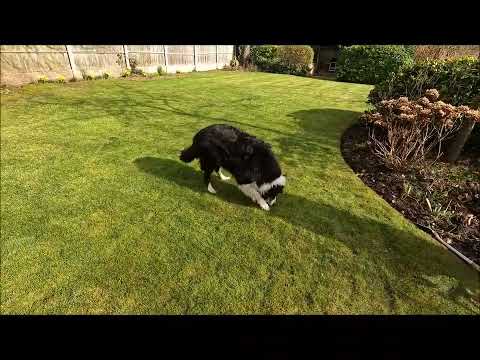 Copperfields, first day of Spring, 2025 - YouTube