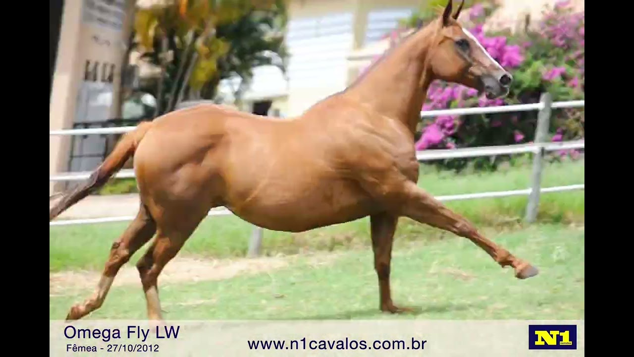 Omega Fly LW - venda de égua quarto de milha Victory Fly vm - YouTube