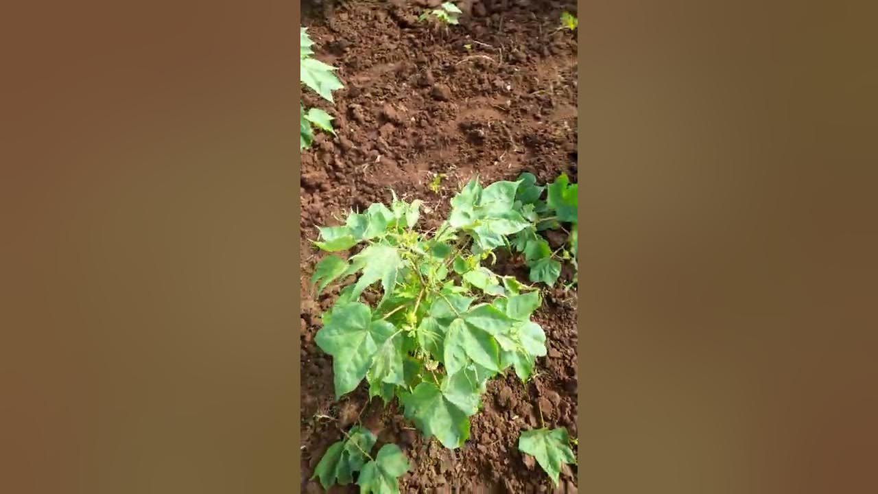 kapas ki fasal ki jankari - YouTube