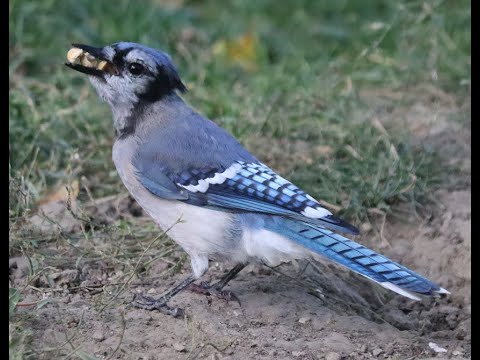 Blue Jay Family - YouTube