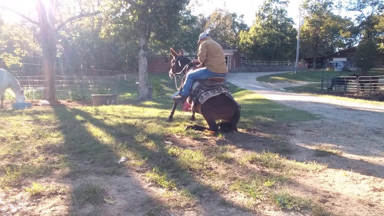 Training a mule to lay down BETH DAY 9 - YouTube
