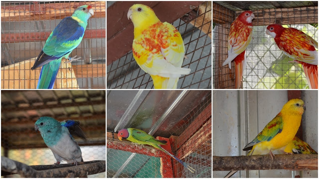 Breeding Parrot pairs Spring 2014 - YouTube