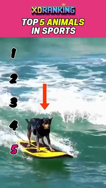 Ranking Top 5 Animals in Sports 🥇🥈🥉 - YouTube