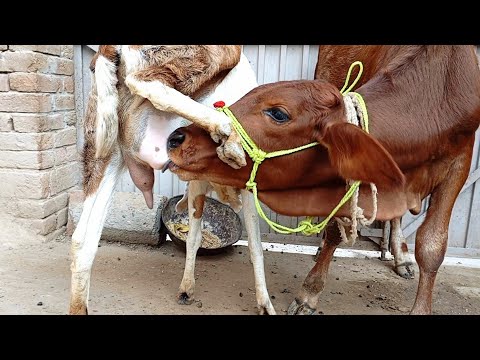 Breastfeeding goat milk | highest milking goat in the world | Nikka Haji