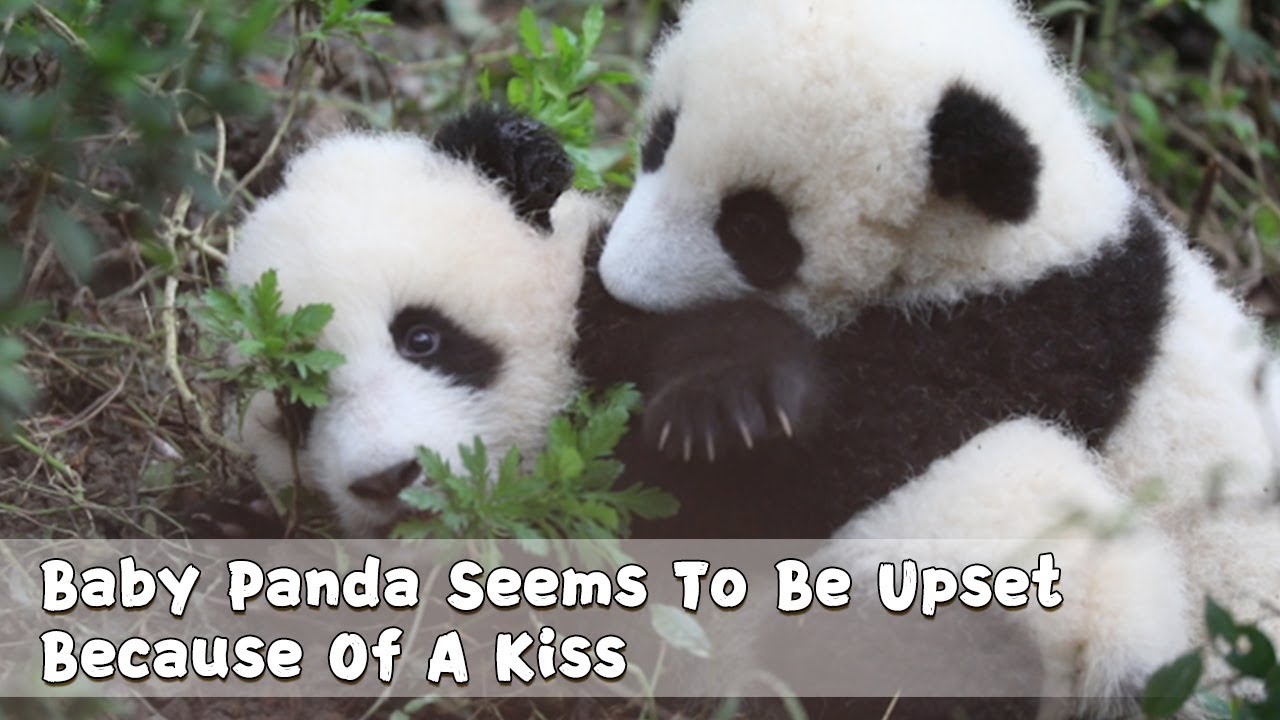Baby Panda Seems To Be Upset Because Of A Kiss | iPanda - YouTube