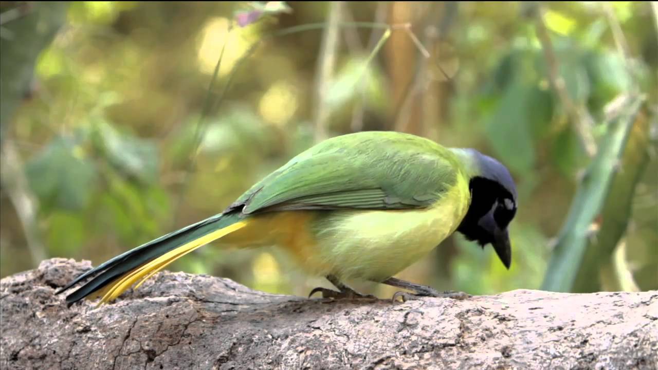 Green Jay - YouTube