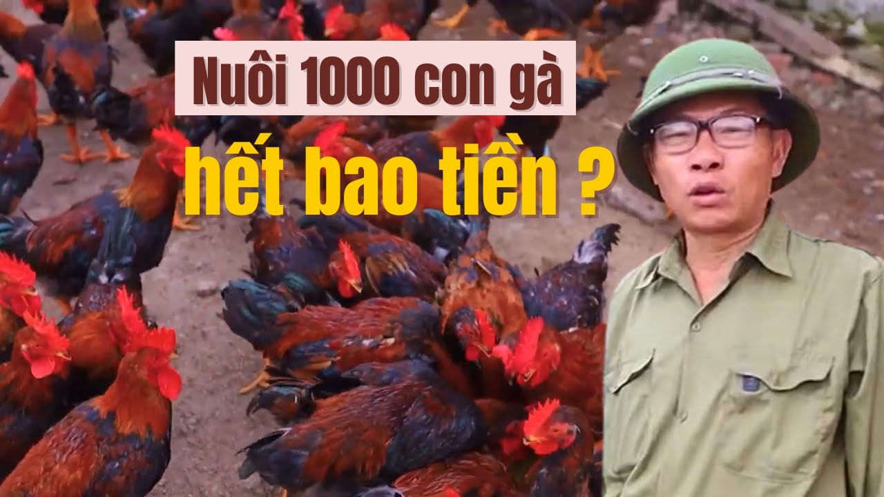 Cách Nuôi 1000 Gà Thả Vườn: Chi phí, Lợi Nhuận - Gà Lớn Nhanh, Khoẻ ...