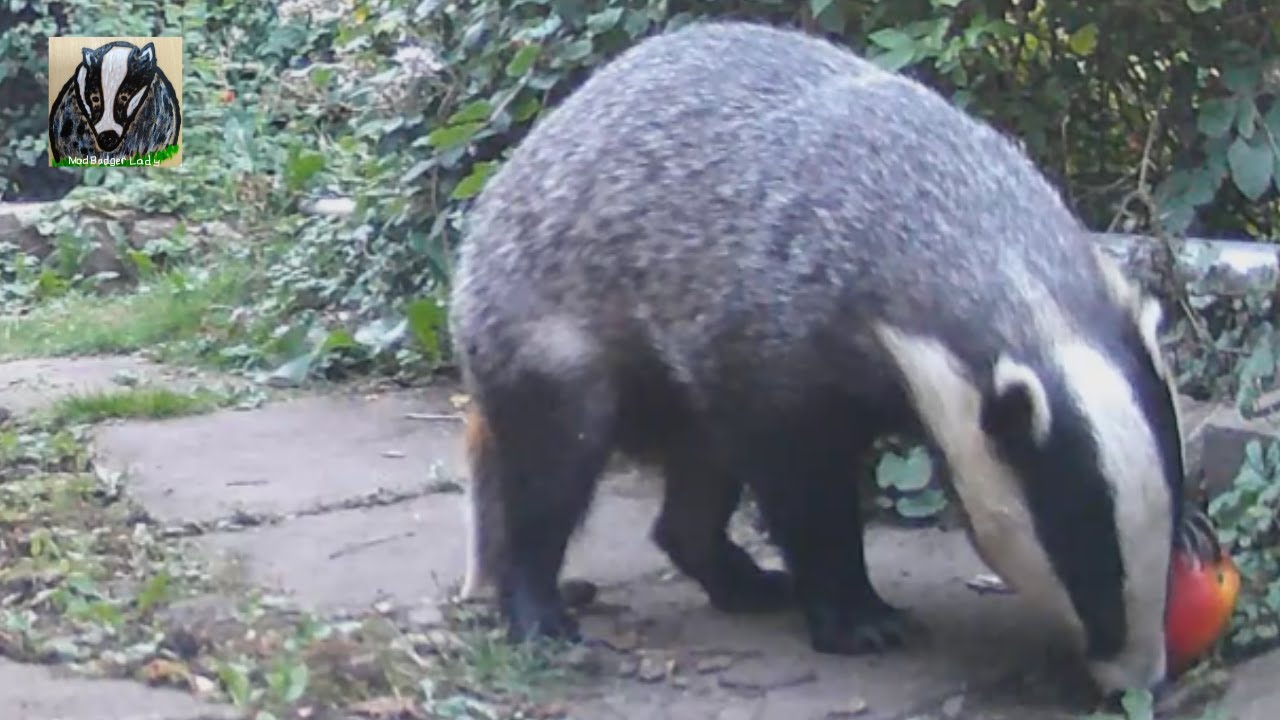 Several Badgers and a Cat - YouTube