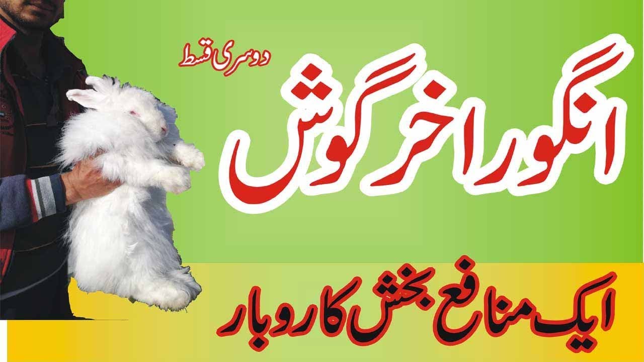 Biggest Fancy rabbit farm in Pakistan ||Fancy rabbits for wool and meat ...