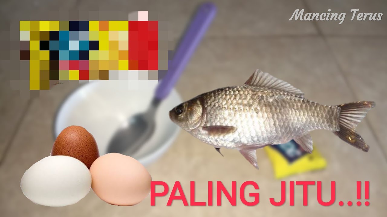 Umpan jitu Ikan Nilem, ceba, lunjar, mas, tawes dll. Mantap pokoke ...