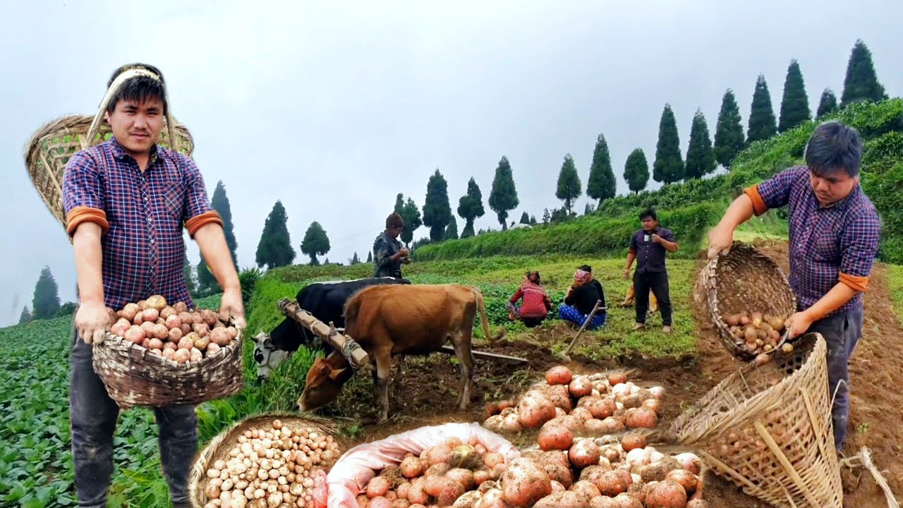 Beautiful Village Activities || Himalayan Potatoes Harvesting In ...