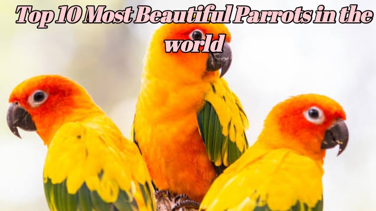 Top 10 Most Beautiful Parrots in the world. - YouTube