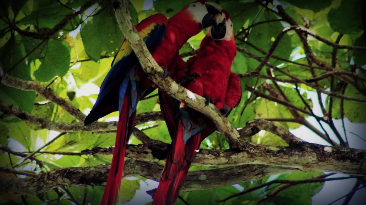 Our Colorful Tropical Birds / The Magic of Costa Rica - YouTube