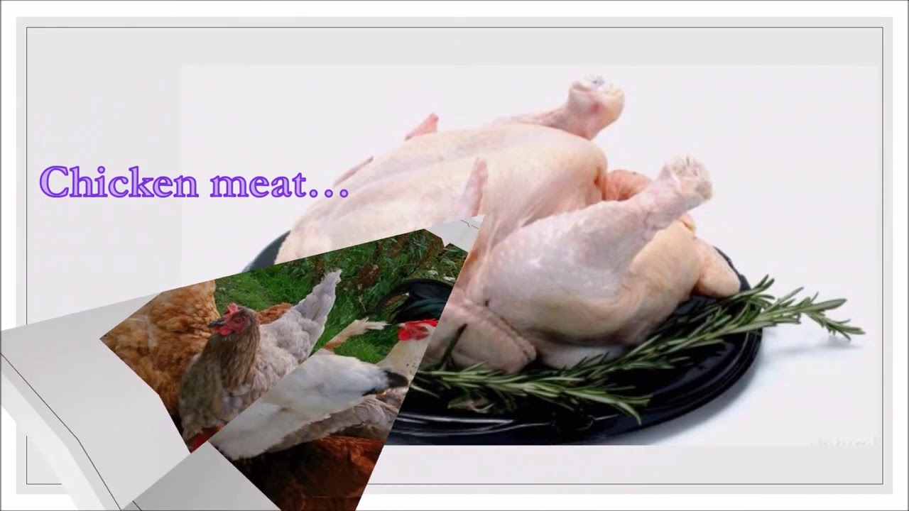 Domestic Animals Their Uses YouTube domestic-animals-their-uses-youtube