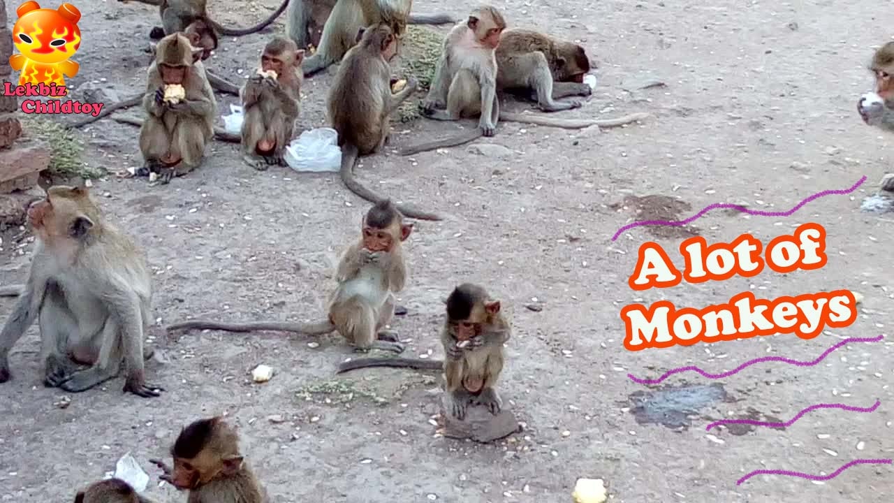 ++ To see.....A lot of Monkeys ++ - YouTube