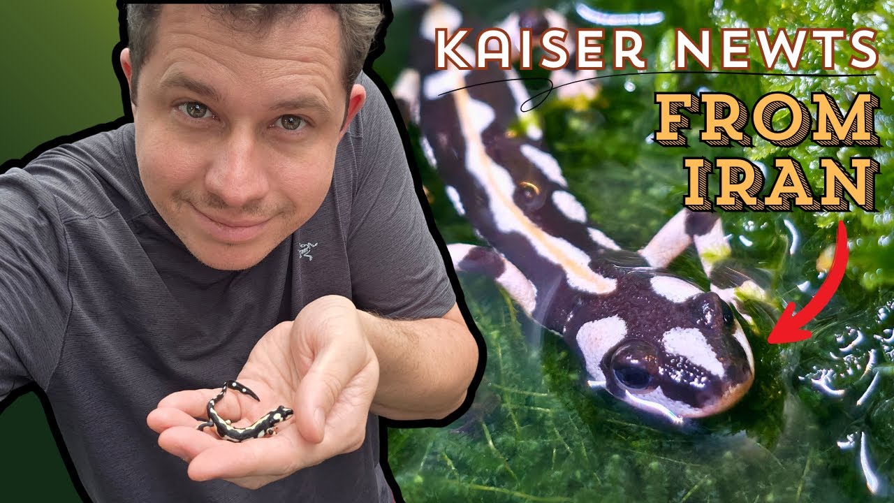 Kaiser Newts - The MOST BEAUTIFUL Newt - YouTube
