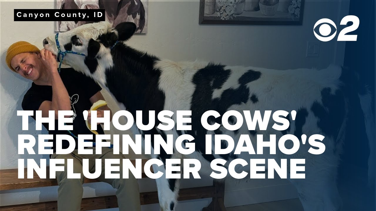 Meet the Udderly Adorable 'House Cows' Redefining Idaho's Influencer ...