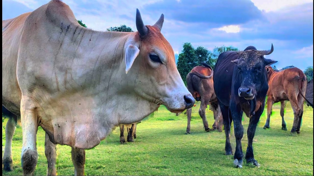 Smart Cows Return Home, Orderly on the Roads! - YouTube