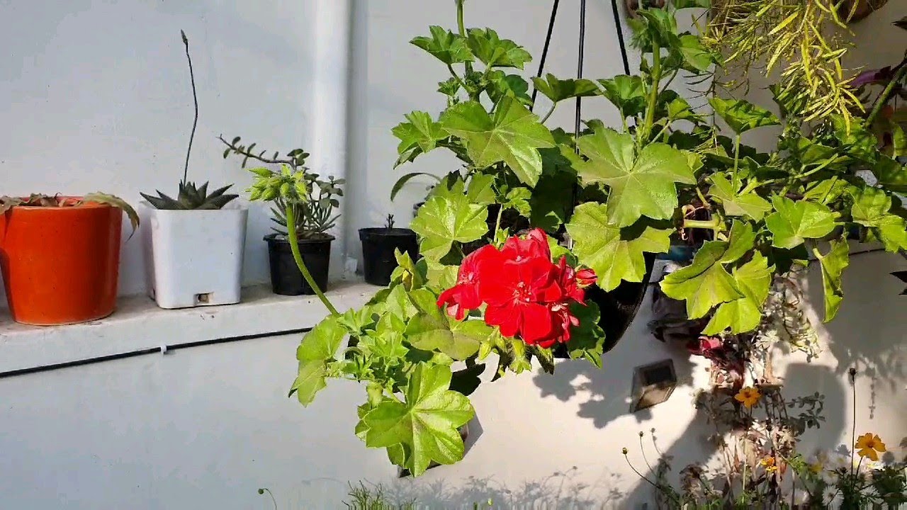 Geranium Ivy in hanging basketand normal Geranium- 2 types//How to Care ...