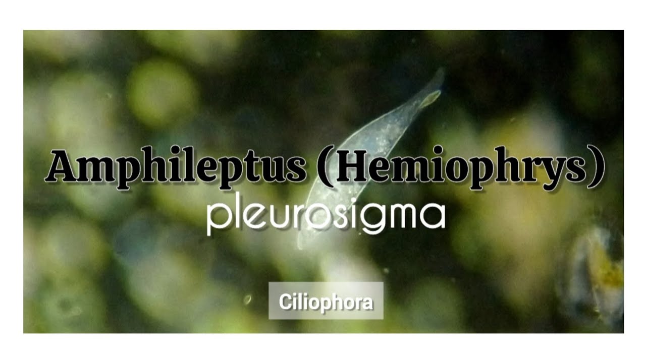 Amphileptus (Hemiophrys) pleurosigma (Ciliophora) - YouTube