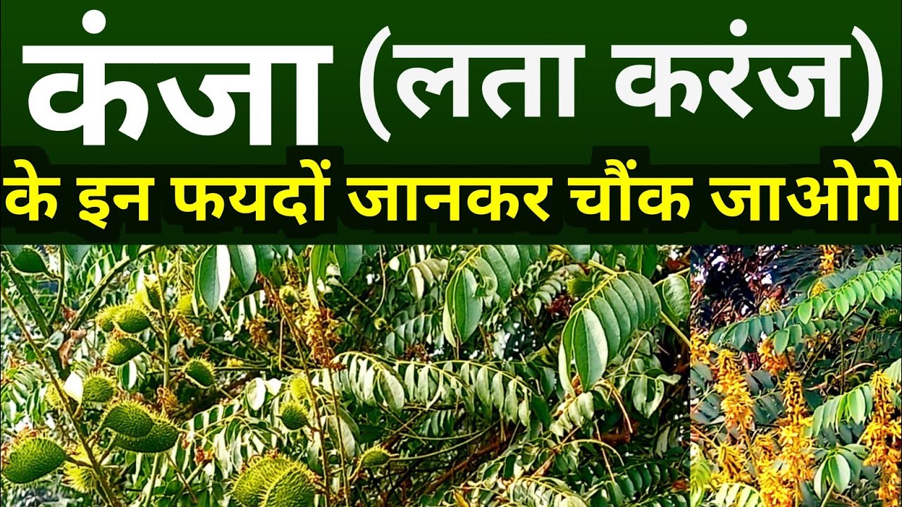 Kanja ke fayde |lata karanj ke fayde| kantak karanj ...