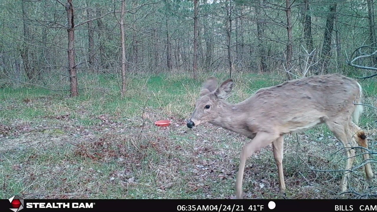 Mange deer - YouTube