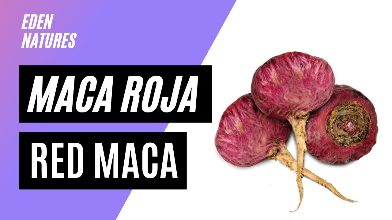 Maca Roja/ Red Maca - Eden Natures - YouTube