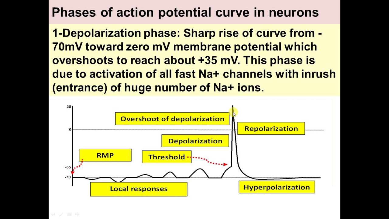 Nerve & muscle - II - Action Potential - YouTube