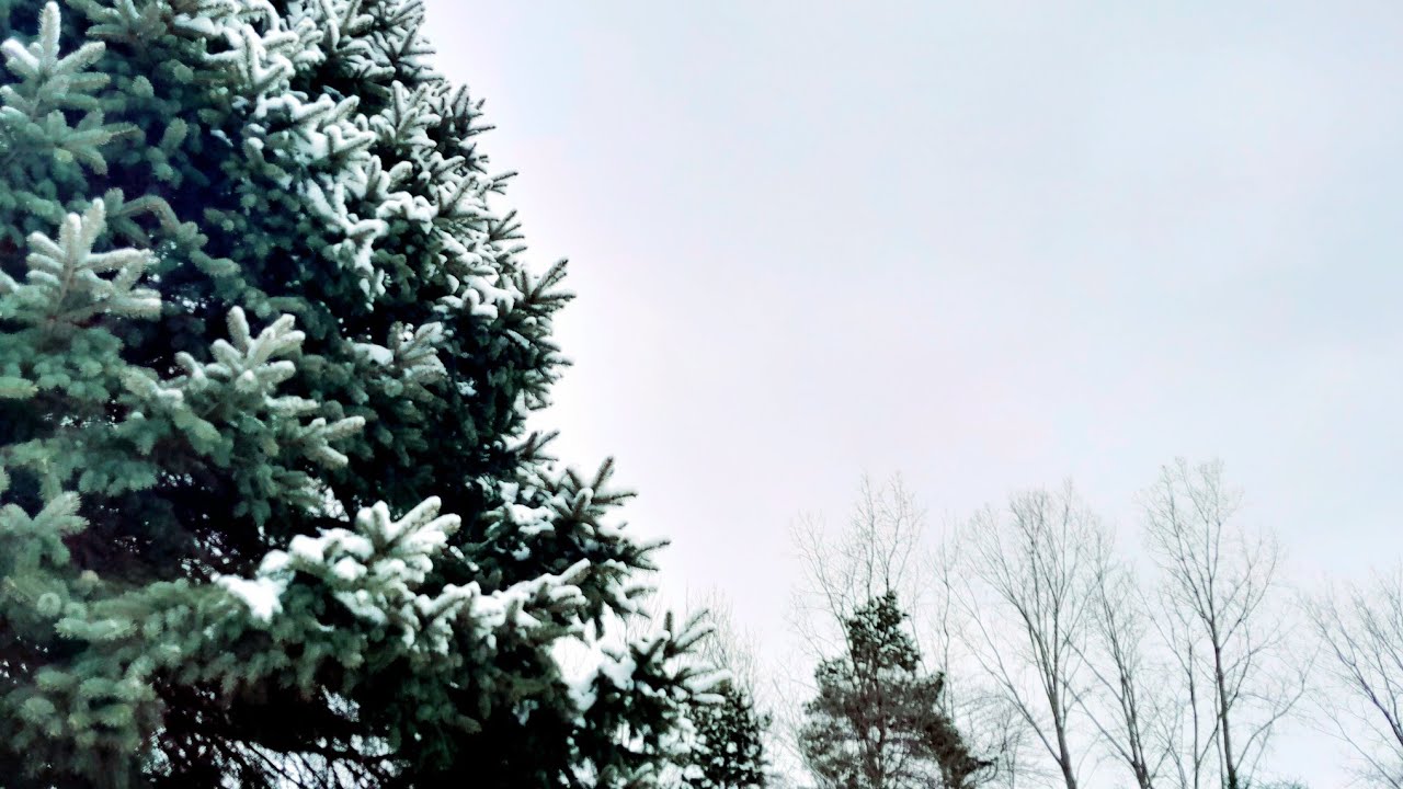 Pretty Snow on Michigan Trees | Live Stream | Ben Caruso - YouTube