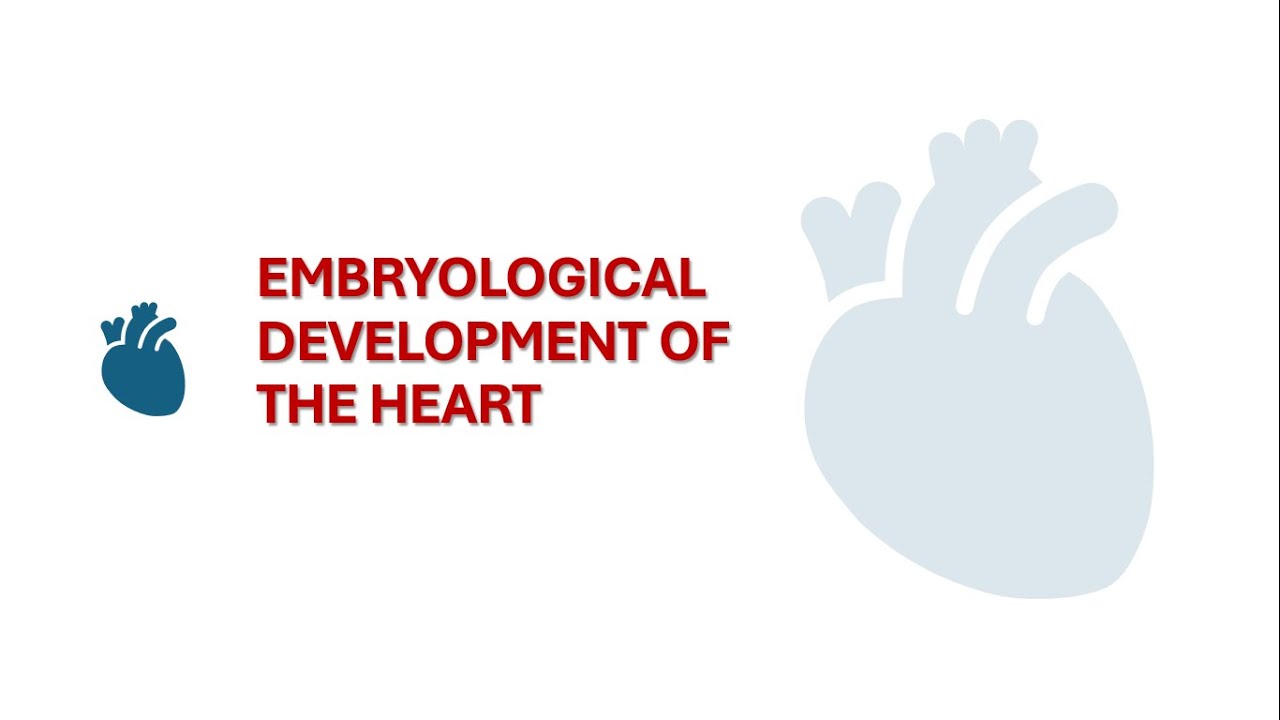 EMBRYOLOGICAL DEVELOPMENT OF THE HEART @InternalMedicineMadeEasy ...
