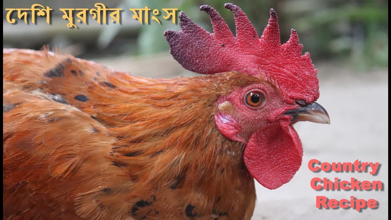 Desi murgi Recipe | Bengali style desi Chicken recipe | Country Chicken ...