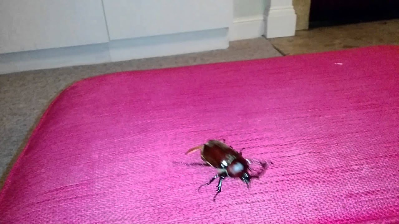 Japanese Rhino Beetle in flight. - YouTube