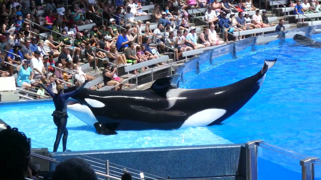 SeaWorld Orca Encounter Full Show Orlando Florida 8/5/22 - YouTube