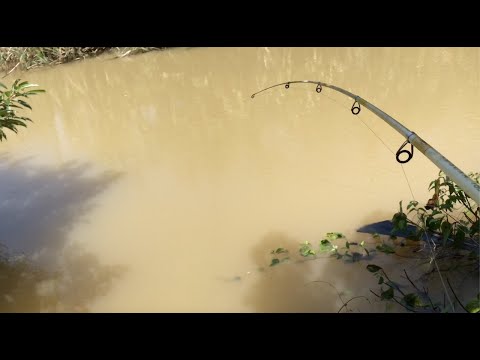 Sensasi Mancing Ikan Baung di Air Keruh   |  Bottom Fishing